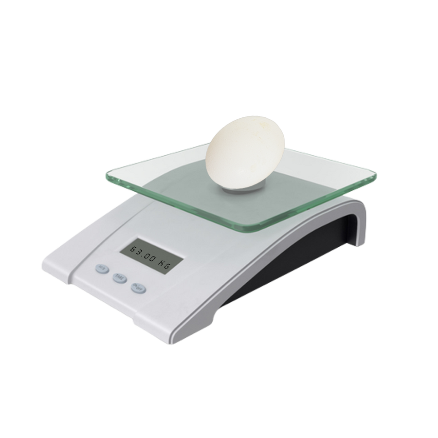 Eggcelsior - Large Size Eggs